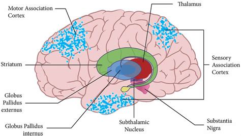 Somatosensory Association Cortex