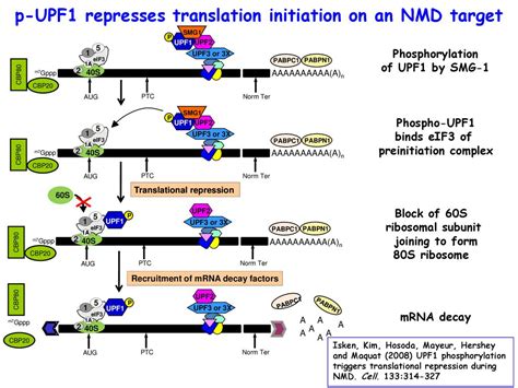 Translational Repression Ppt Download