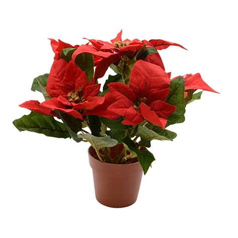 Kaemingk Poinsettia In Pot Hometrends