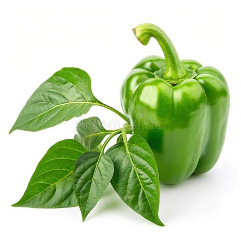 Fresh Green Sweet Pepper With Leaves Isolated On White Background Stock