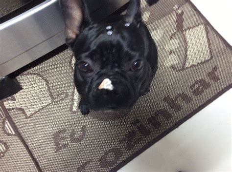 Создать мем бульдог черный французский бульдог французский бульдог Картинки Meme