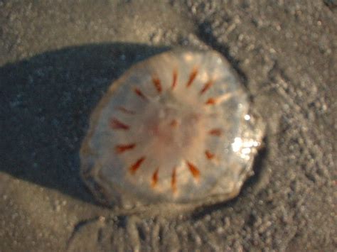 Ariel Path By Sectr7 On Deviantart