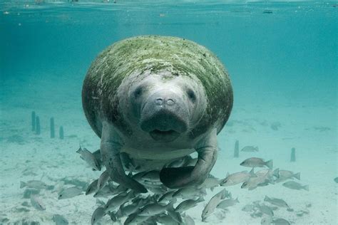 Free Photo Manatee Underwater Sea Marine Free Image On Pixabay
