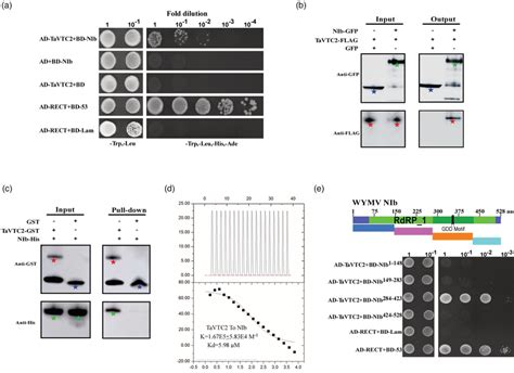 Tavtc2 Interacts With Nib A Yeast‐two Hybrid Y2h Assay For Download Scientific Diagram