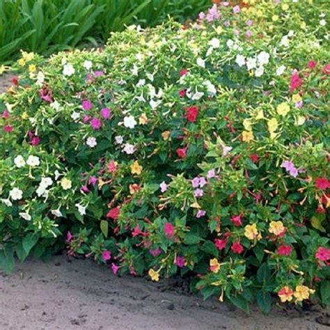 Ane Kristiansen 4 O Clock Flowers Invasive Four O Clock Flower