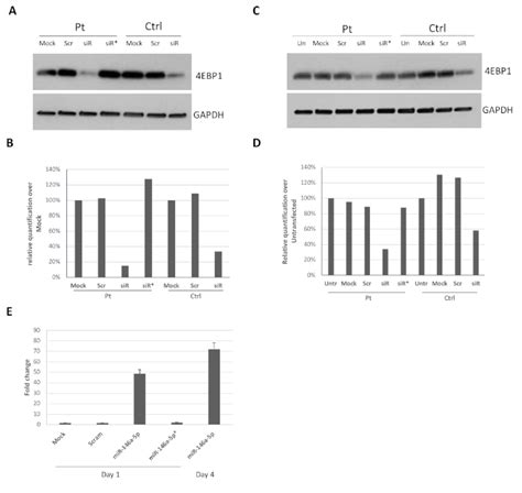 Isolation Transfection And Culture Of Primary Human Monocytes Scientific Article Protocol Jove