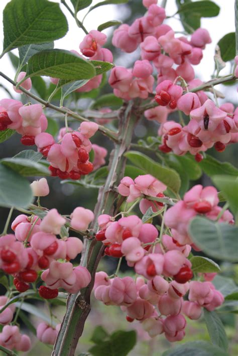 Euonymus Phellomanus Pan Global Plants