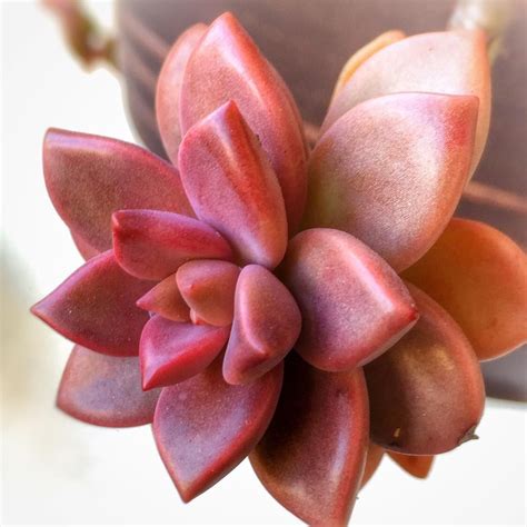 Graptosedum California Sunset Purple Succulent For Sale Care Guide
