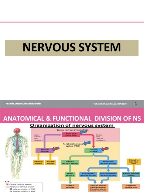 Anatomy And Functions Of The Nervous System A Comprehensive Review Of