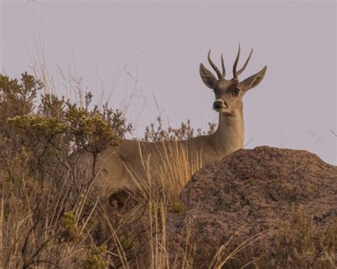 Datos De Taruca Dieta Hábitat E Imágenes En Animaliabio
