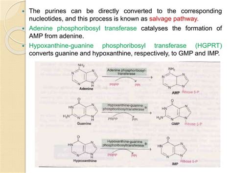 Nucleic Acid Metabolism And Genetic Information Transfer Pptx