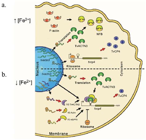 Biomolecules Special Issue Rna Binding Proteins—structure Function