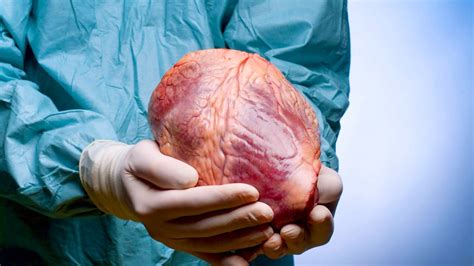 Organspende Herz Schlägt 12 Stunden Ausserhalb Körper Rekord 20