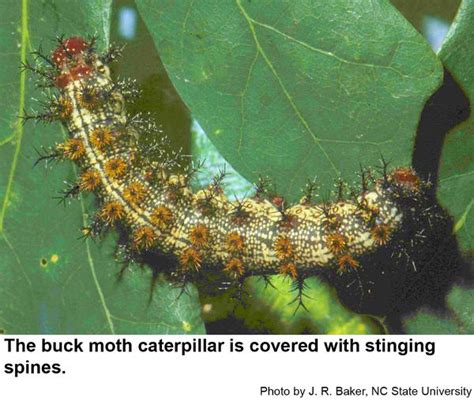 Buck Moth Nc State Extension Publications