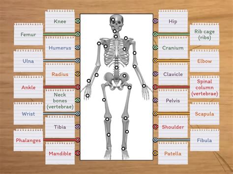 Skeleton Labelled Diagram