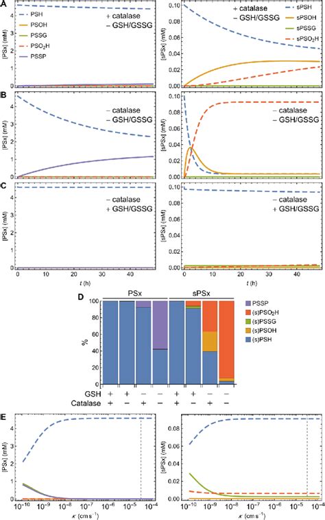 Kinetic Simulations Of Protein Oxidation In Peroxisomes Simulations