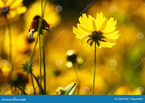 Crisantemo Amarillo Imagen De Archivo Imagen De Crisantemo 14601243