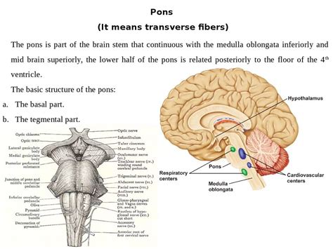 Ppt Pons It Means Transverse Fibers Docslides
