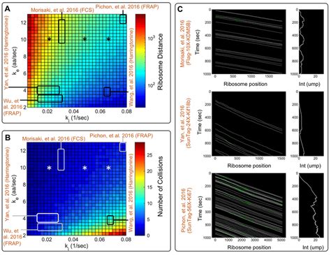Ribosome Dynamics Under Experimentally Reported Initiation And