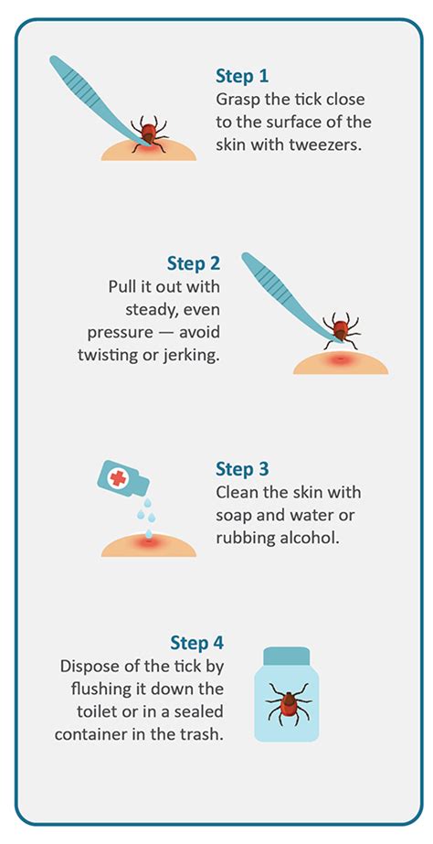 Tick Tips Smart Strategies For A Safe Summer Phelps Health