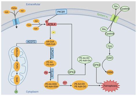 Acsl4 Mediated Ferroptosis And Its Potential Role In Central Nervous System Diseases And Injuries