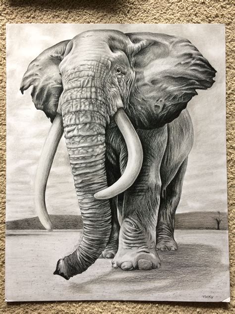 Elephant Drawing Realistic Nibhtlogin
