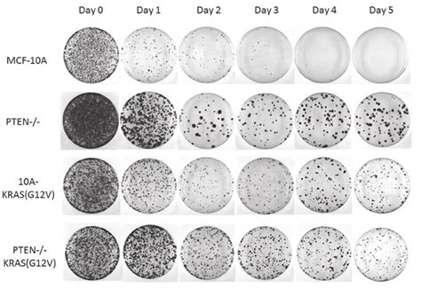Pten Loss And Kras Activation Promotes Reversible Cell Cycle Arrest