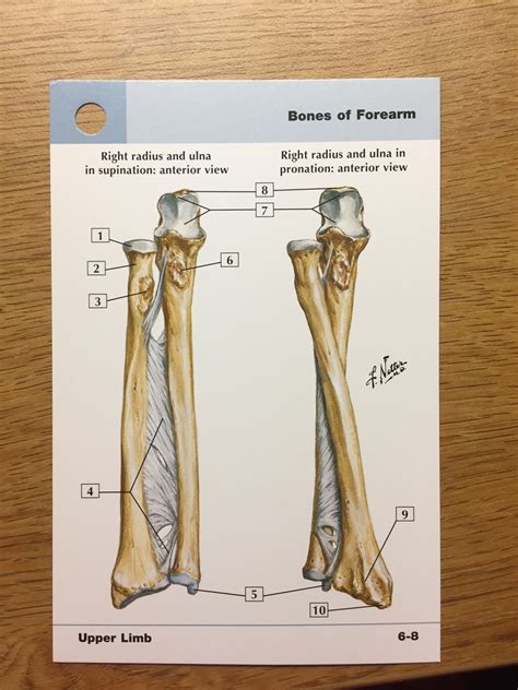 Bones Of Forearm Diagram Quizlet