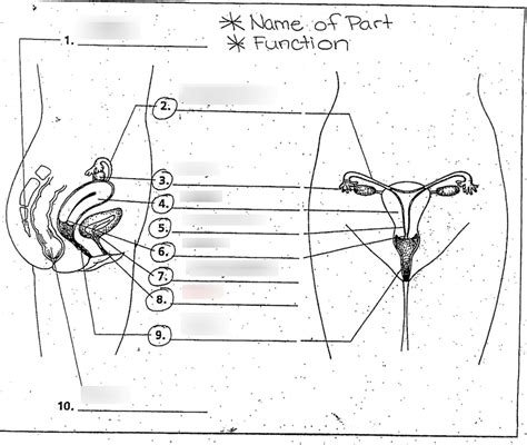 Female Reproduction System Diagram Quizlet