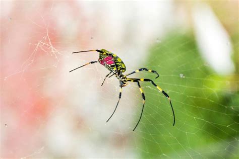 Invasive Spiders Spread Across Us