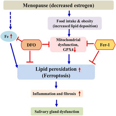 Effect Of Deferoxamine And Ferrostatin 1 On Salivary Gland Dysfunction