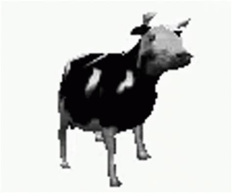 Funny Cow Memes S Tenor