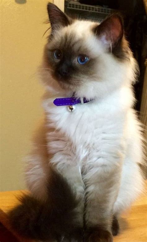 Pin By Judy Shoup On ~ Kittens For Karen Cute Cats Kittens Cutest Cute Cats And Kittens