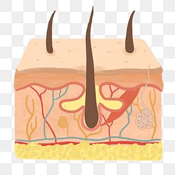 Integumentair Systeem Clipart Integumentary System Therapy Skin