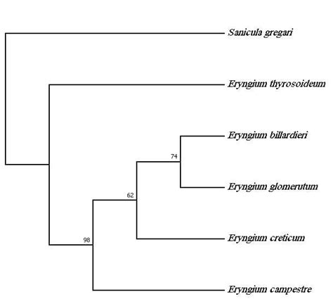 Strict Consensus Tree Of Most Parsimonious Tree Resulting From