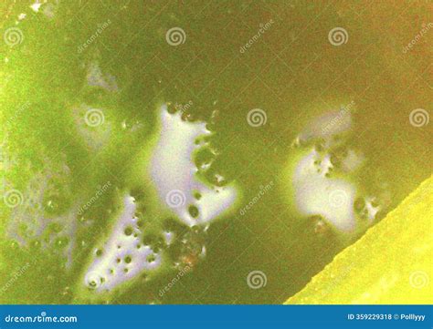 Seaweed Kelp In Detail Healthy Food Image Under The Microscope Micro Photography Science