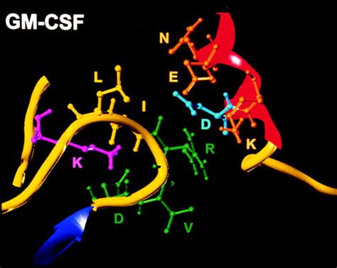 The F′g′ Loop Of The Second Fibronectin Domain Of The Gm Csf Il 3