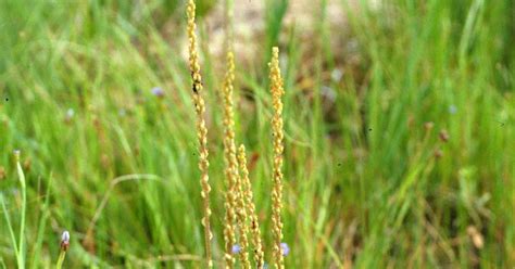 Earth And Space News North American Seaside Arrowgrass Gardens Toxins