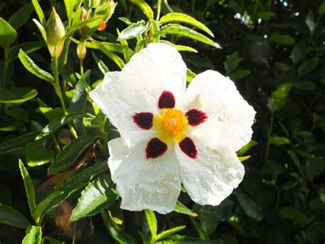 Lower Kenneggy Nurseries Cistus Aguilarii Maculatus