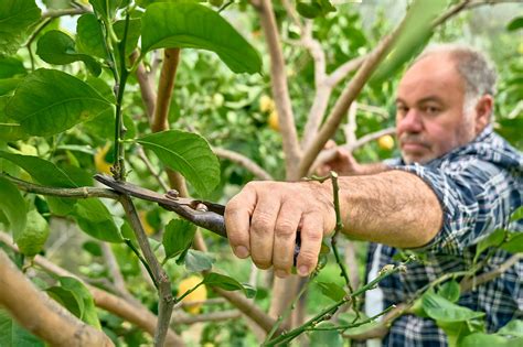 Caring For Your Trees A Fertilizer And Trimming Tools Guide