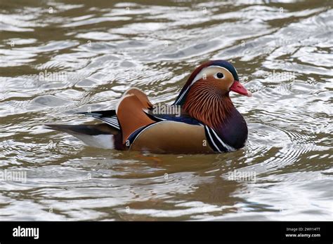 Maidenhead Berkshire Uk 3rd April 2024 A Colourful Male Mandarin