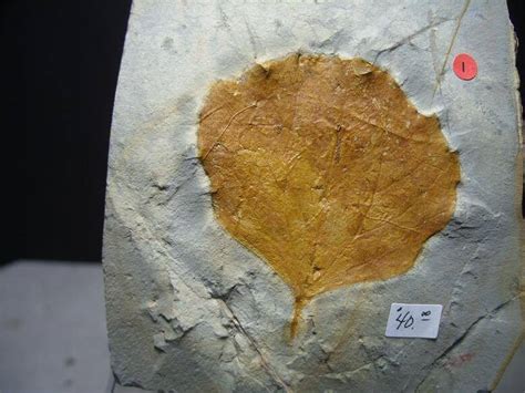 Beautifully Detailed Fossilized Leaf The Stones And Bones Collection