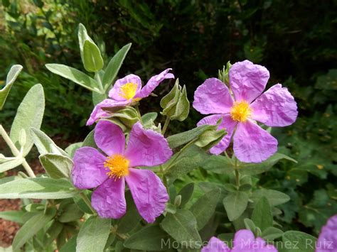 Cistus Albidus L BotÀnic Serrat