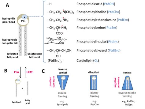 What Are Phospholipids Made Of Quora