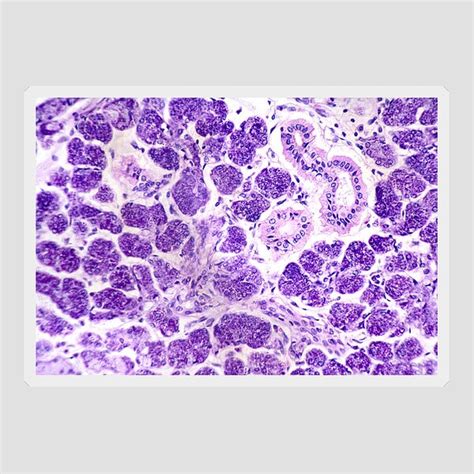 Submandibular Stickers For Sale By Science Source Prints