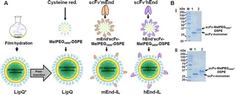 Custom Targeted Liposome Service Cd Formulation