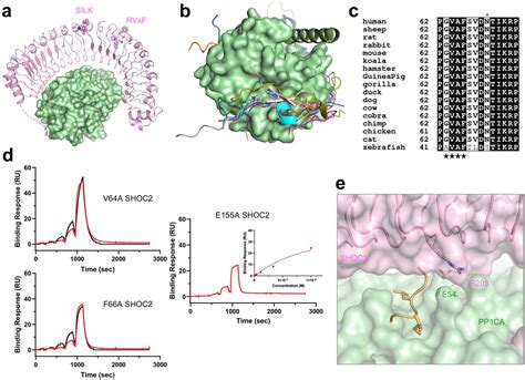 Structure Of The Shoc2 Mras Pp1c Complex Provides Insights Into Raf