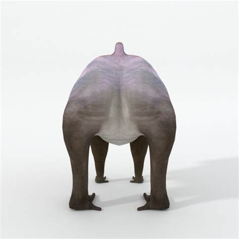 3d Mandrill Model Turbosquid 1400199