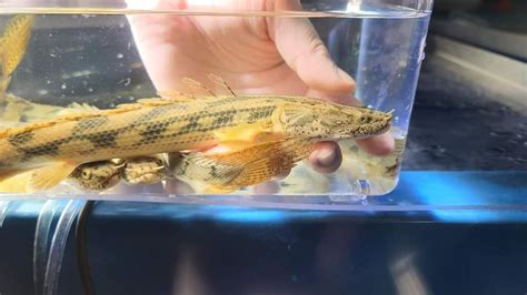 Polypterus Sp Aff Congicus Also The Bichir Handbook Facebook