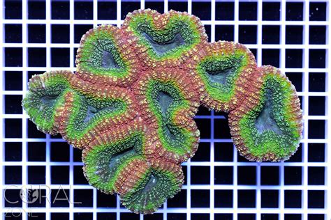 Lobophyllia Sp Xxl Rainbow” Coral Zone